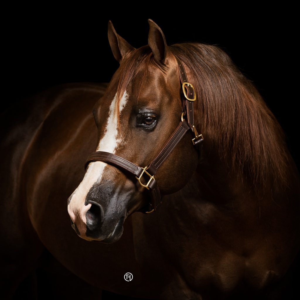 Stallion Management - equanta